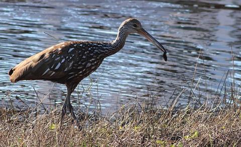 El Karau | The Ethno-ornithology World Atlas